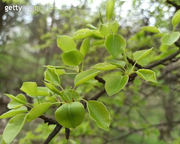 Spring branches of a Pear tree with the first leaves against the sky ...