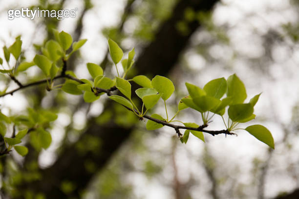 Spring branches of the Pear tree with the first leaves against the sky ...