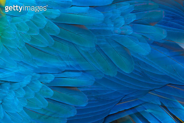 Beautiful macaw feathers blue exotic texture for background (2156724765 ...
