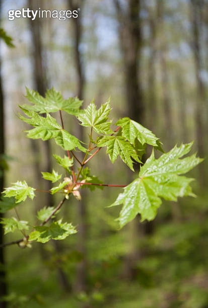 The first green maple leaves in the forest. Spring freshness of nature ...