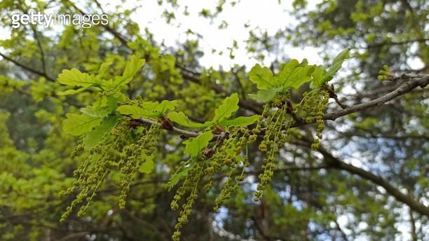 Spring oak foliage in the forest, oak blossom macro. Spring beauty of ...