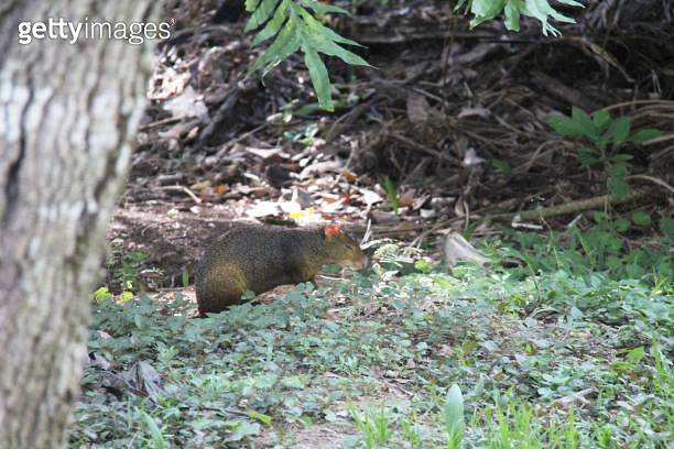 The capybara or capincho (Hydrochoerus hydrochaeris) 이미지 (1981178614 ...
