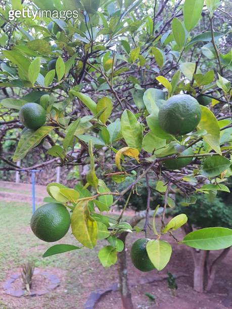 The carnation lemon (Citrus × limonia) on the lemon tree. 이미지 ...