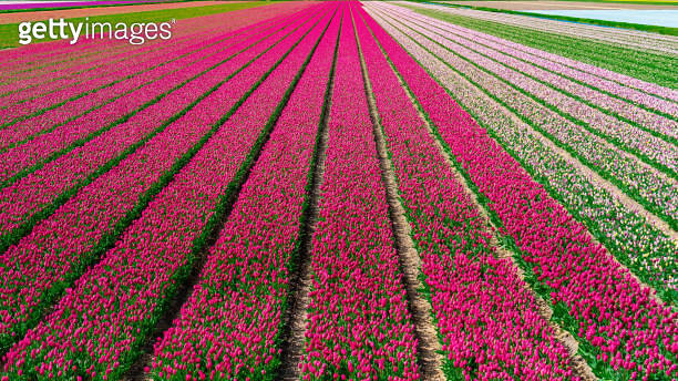 Tulip field aerial view. Plain rows of tulips planted on a family farm ...