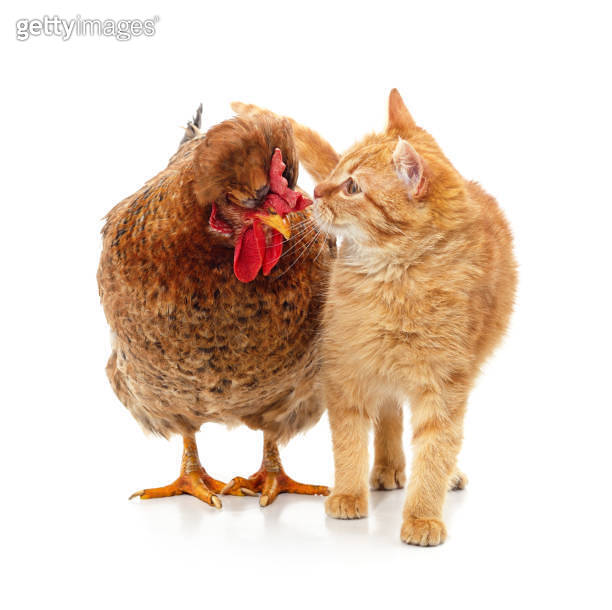 Cat and chicken. 이미지 (2056086473) - 게티이미지뱅크