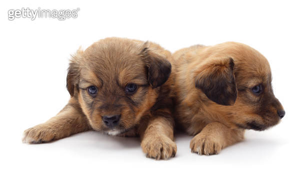Two small dogs. 이미지 (2155521132) - 게티이미지뱅크