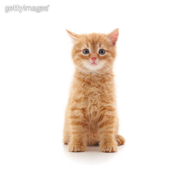 One little red kitten sitting. 이미지 (1910915325) - 게티이미지뱅크