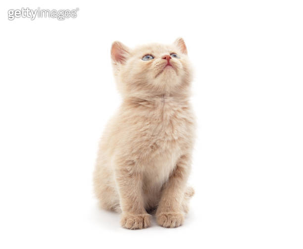 One little red kitten sitting. 이미지 (2149560417) - 게티이미지뱅크