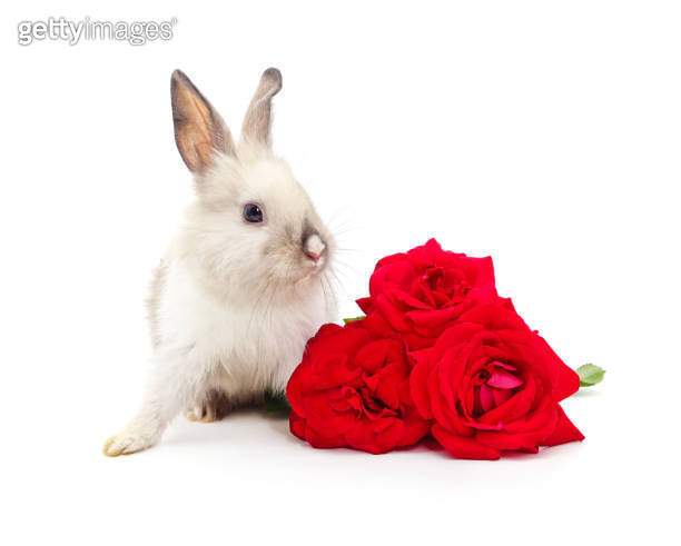 One white rabbit with a roses. 이미지 (2165314551) - 게티이미지뱅크