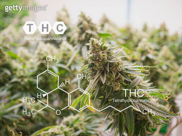 In a greenhouse, premium cannabis plants are prepped for harvest. THC ...