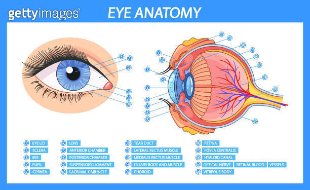 Vector Infographic Showcases The Detailed Anatomy Of Human Eye ...