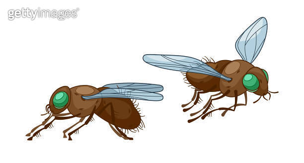Insect Flies Side And Front View, Creatures Characterized By Two Wings ...
