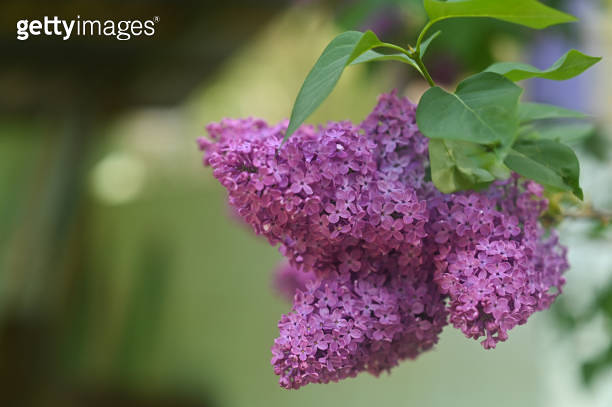 A sprig of lilac flowers in close-up. 이미지 (2137968944) - 게티이미지뱅크