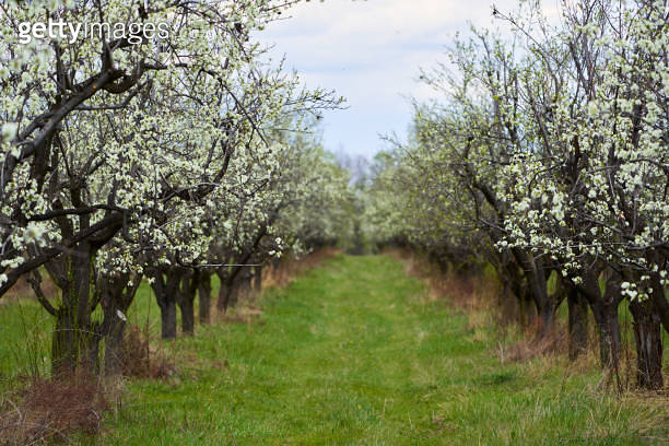 Plum orchard in bloom 이미지 (2148866813) - 게티이미지뱅크