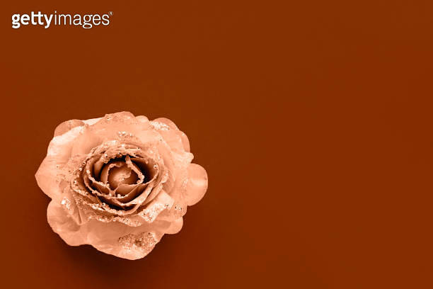 Color of the year 2024, Peachy Fuzz, floral rose background. glamour ...