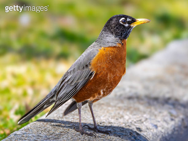 American Robin on a sidewalk curb 이미지 (2148209074) - 게티이미지뱅크
