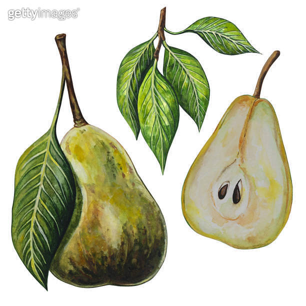 Pear fruits. Realistic botanical watercolor illustration with tree ...