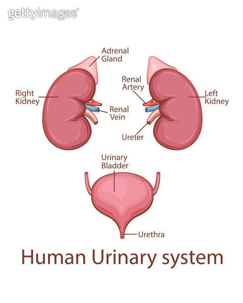 Human urinary system vector illustration. Human internal organ ...