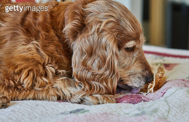 Adorable Red Cocker Spaniel Dog Eating a Pig's Ear While Lying on a Bed ...