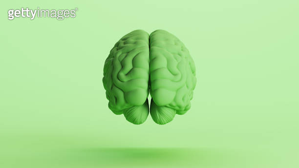 Human brain anatomy organ intelligence neurology think mind green soft ...