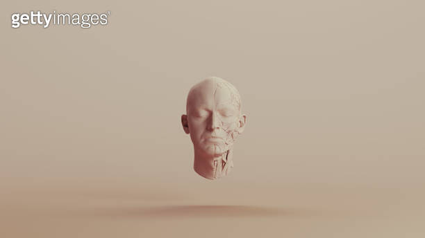 Ecorche study muscles without skin anatomical head neutral backgrounds ...