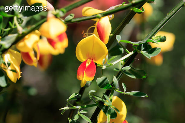 Yellow and red flecked Cystis Flower in bloom 이미지 (2154992667) - 게티이미지뱅크