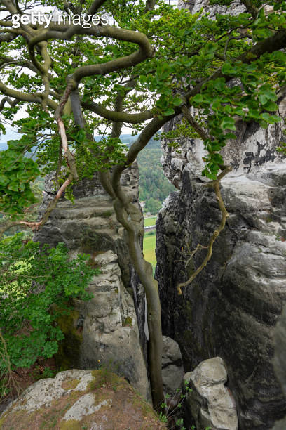 A tree with a long trunk is growing in a rocky area 이미지 (2157904985 ...