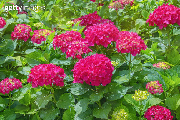 Beautiful bright pink flowers of Hydrangea ( Hydrangea macrophylla ) in ...