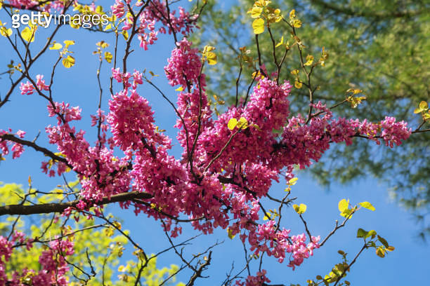 Branch of Judas tree ( Cercis Siliquastrum, Red Bud) with pink flowers ...