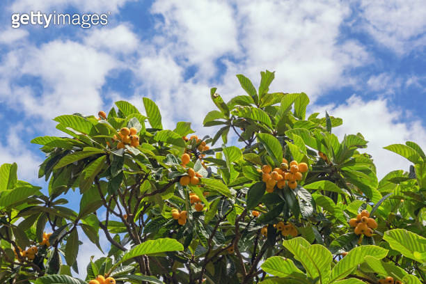 Branches of Loquat tree ( Eriobotrya japonica , Japanese medlar ) with ...