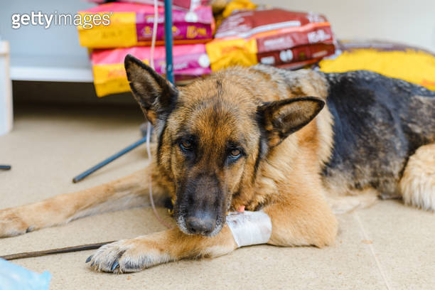 Pet oncology. German shepherd dog is in the animal hospital receiving ...