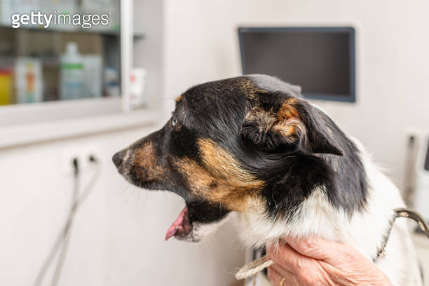 A dog is waiting for a hemotherapy drip in a close-up veterinary animal ...