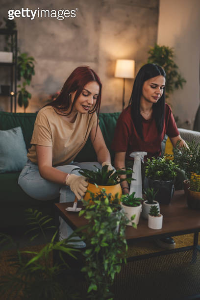 two women friends sisters plant flowers together take care of plants ...