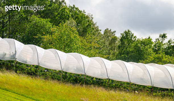 Fruit trees on a hill protected by a plastic tent.. 이미지 (2160561903 ...