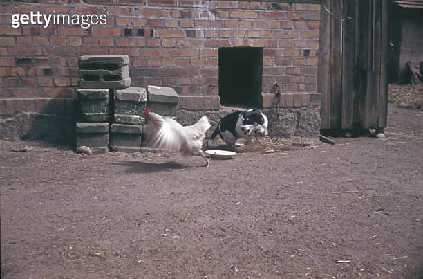Dog chases chicken away from his food bowl 이미지 (2097315773) - 게티이미지뱅크