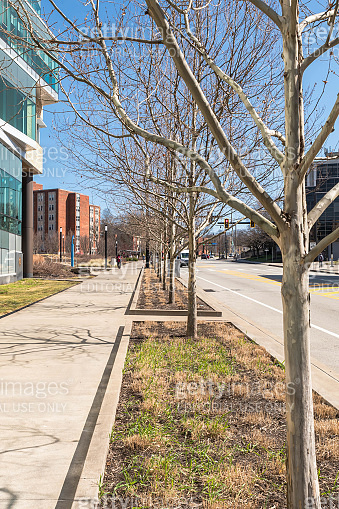 A view of a tree lined area of Forbes Avenue on the Carnegie Mellon ...