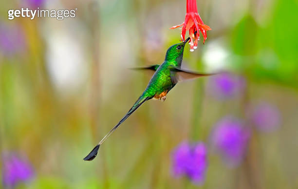 Peruvian booted racket-tail extracting nectar from a red flower ...