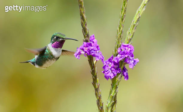 Amethyst Woodstar hummingbird near a flower 이미지 (2157325752) - 게티이미지뱅크
