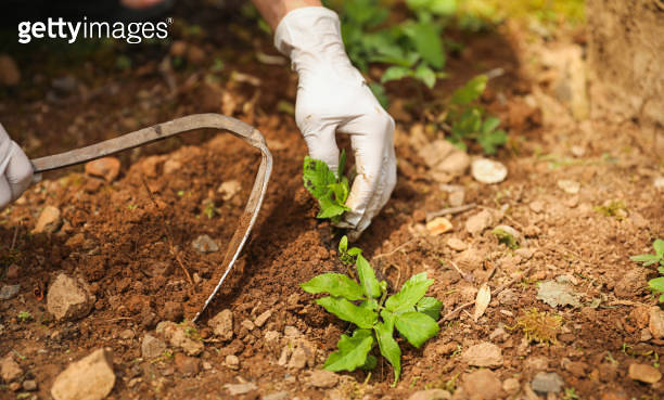 Gloved hands, gardening tools dig, plant, and pull roots outdoors ...