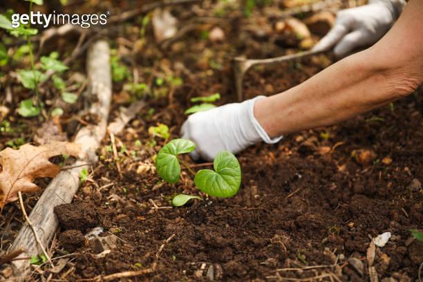 Gloved hands, gardening tools dig, plant, and pull roots outdoors ...