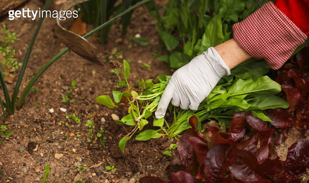 Gloved hands, gardening tools dig, plant, and pull roots outdoors ...