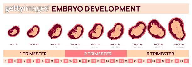 Human fetal development infographics. Embryo growth prenatal stages ...