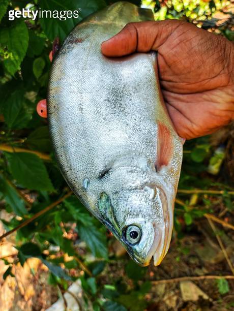 large Big bronze featherback fish in nice green blur nature background ...