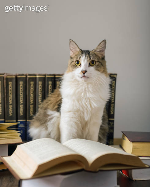 Concept of reading. World book day. Cat with books around pretending to ...