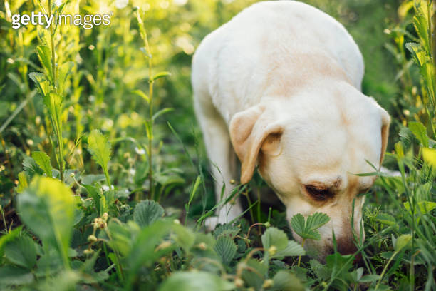 Close up of a cut golden labrador retriever in nature. A beautiful dog ...