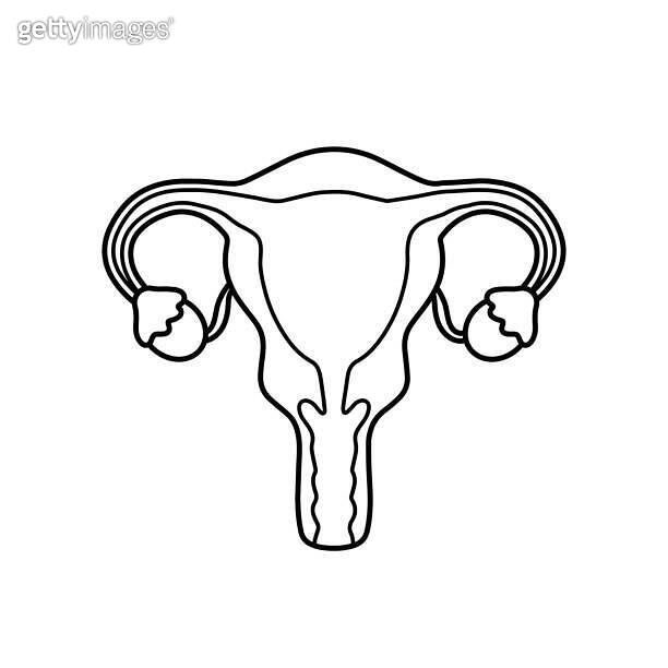 Black line uterus and ovaries woman reproduction system drawing for ...