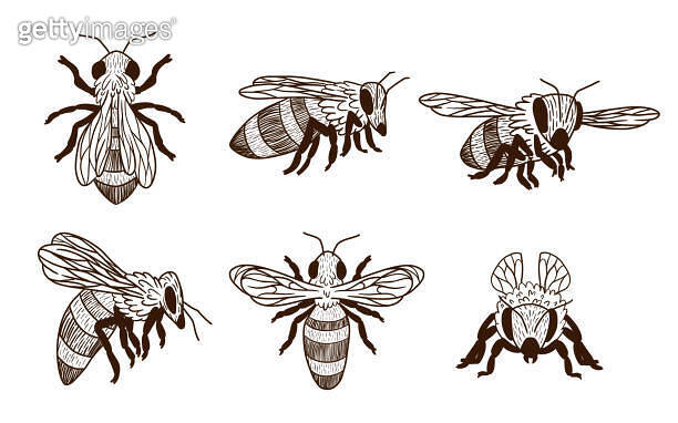 Set of bees from different angles 이미지 (2154580012) - 게티이미지뱅크