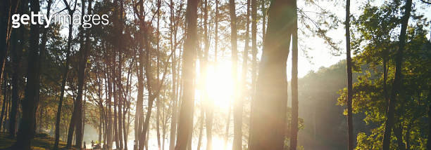 Banner Sunbeam shining through tree sunny ray lens flare sunlight ...