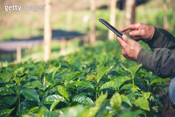 Smart farmer holding smartphone in eco green farm sustainable quality ...