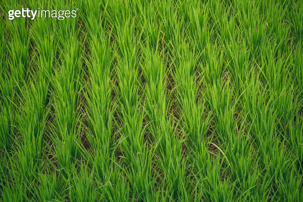 Rice Field Green agriculture ecosystem Asian rice paddy field Vietnam ...